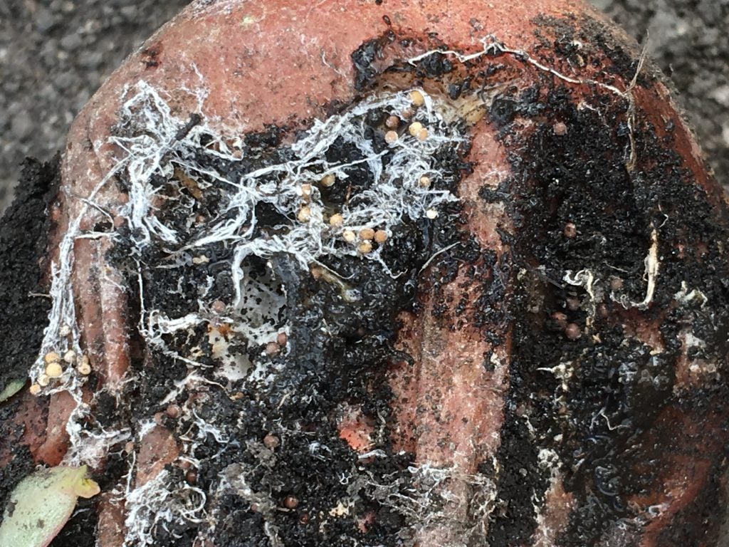Co-managing soil health and diseases – Swett Lab