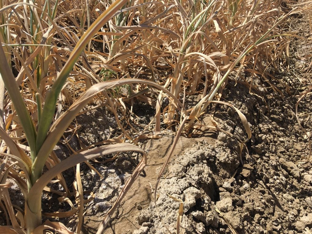 Fusarium basal plate rot of garlic and onion – Swett Lab