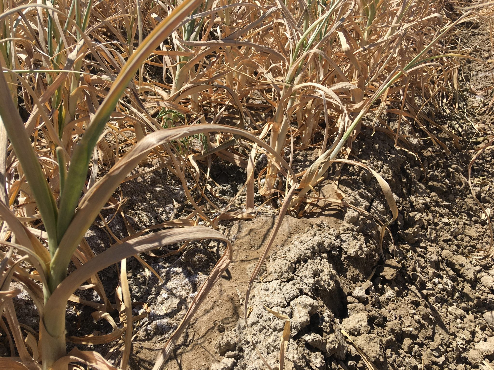 Fusarium basal plate rot of garlic and onion – Swett Lab