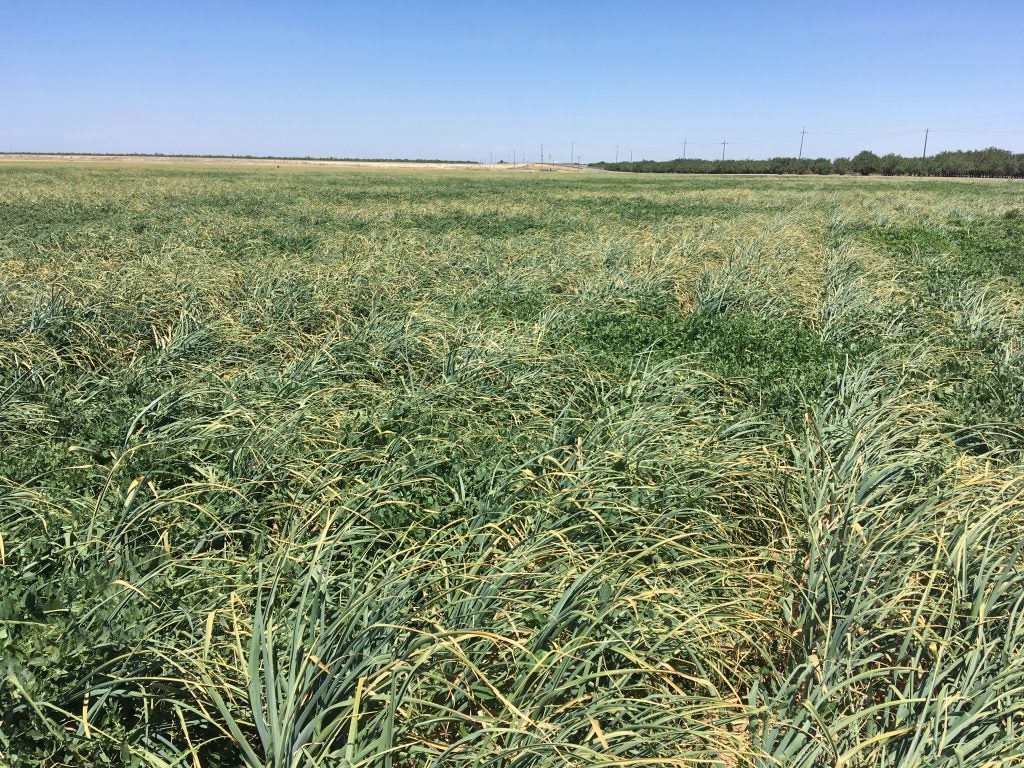 Fusarium basal plate rot of garlic and onion – Swett Lab