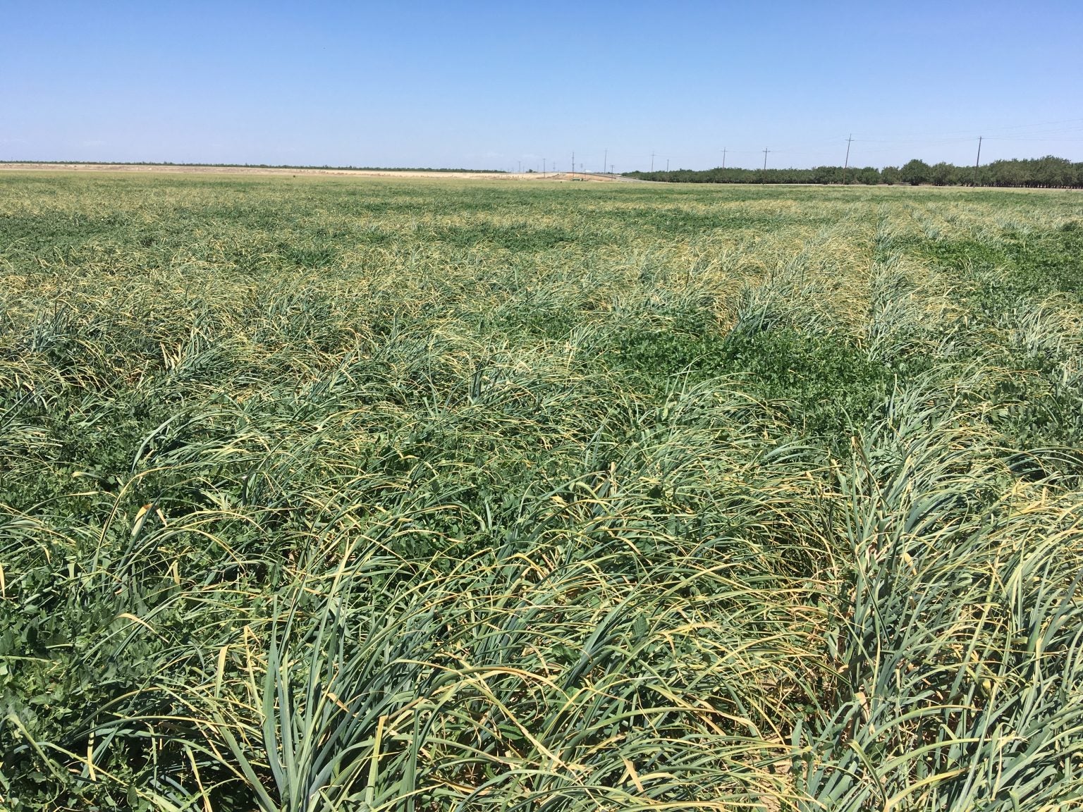 Fusarium basal plate rot of garlic and onion – Swett Lab