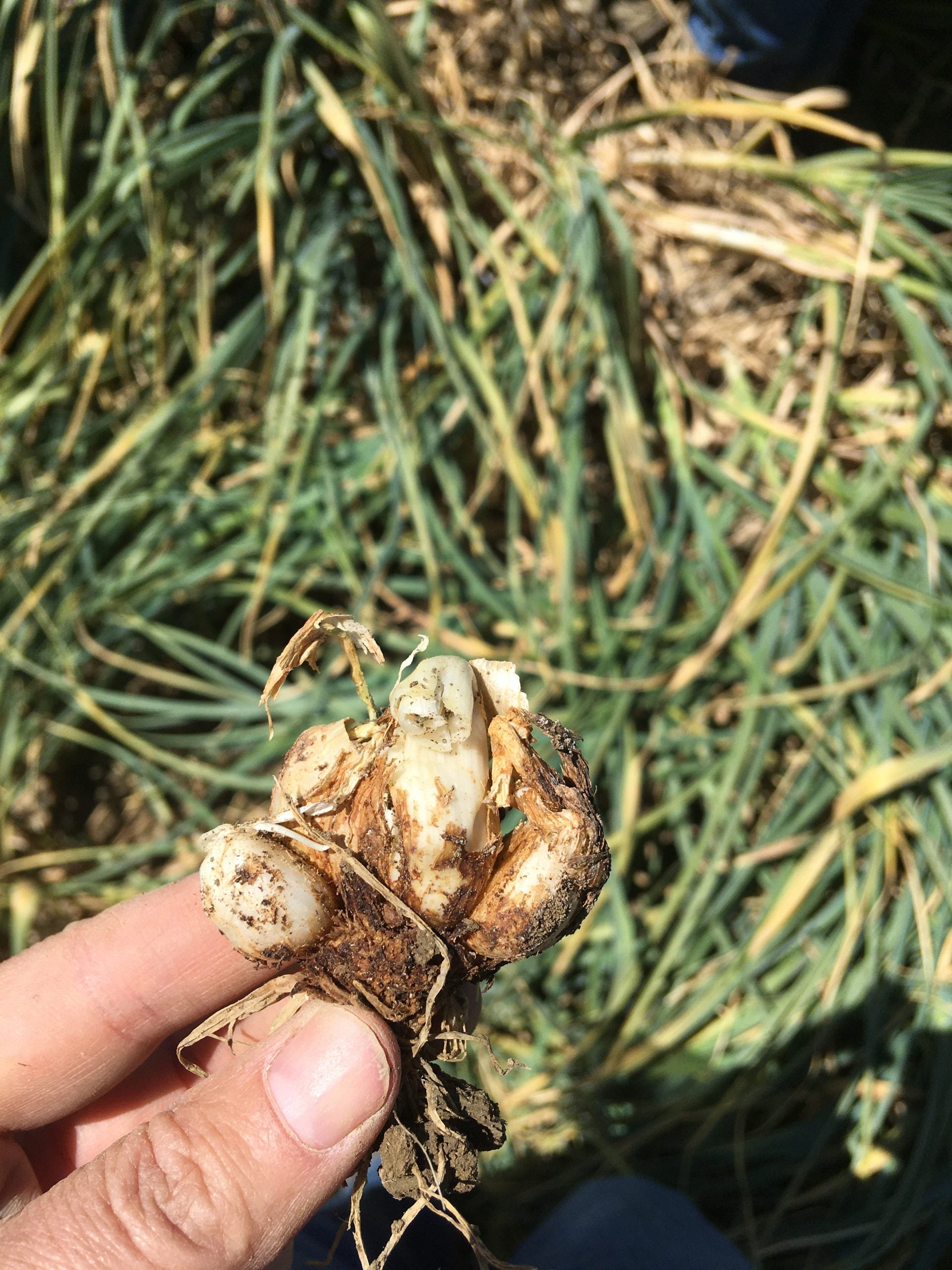 Fusarium basal plate rot of garlic and onion – Swett Lab