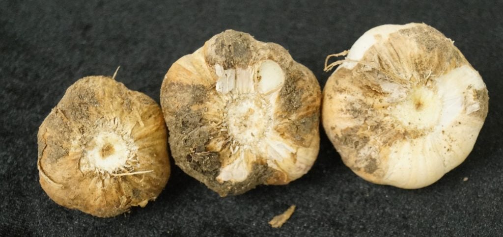 Fusarium basal plate rot of garlic and onion – Swett Lab