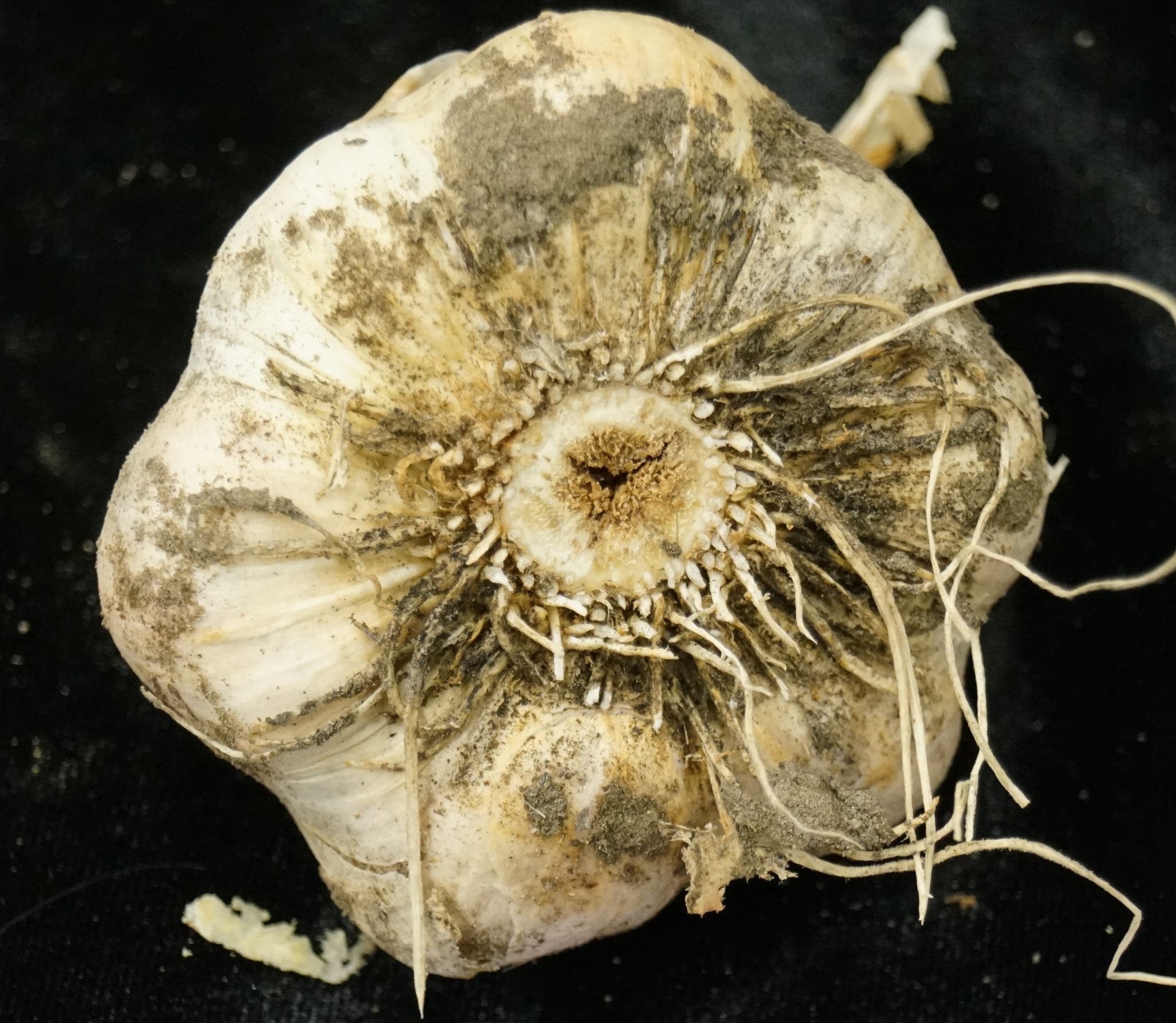 Fusarium basal plate rot of garlic and onion – Swett Lab