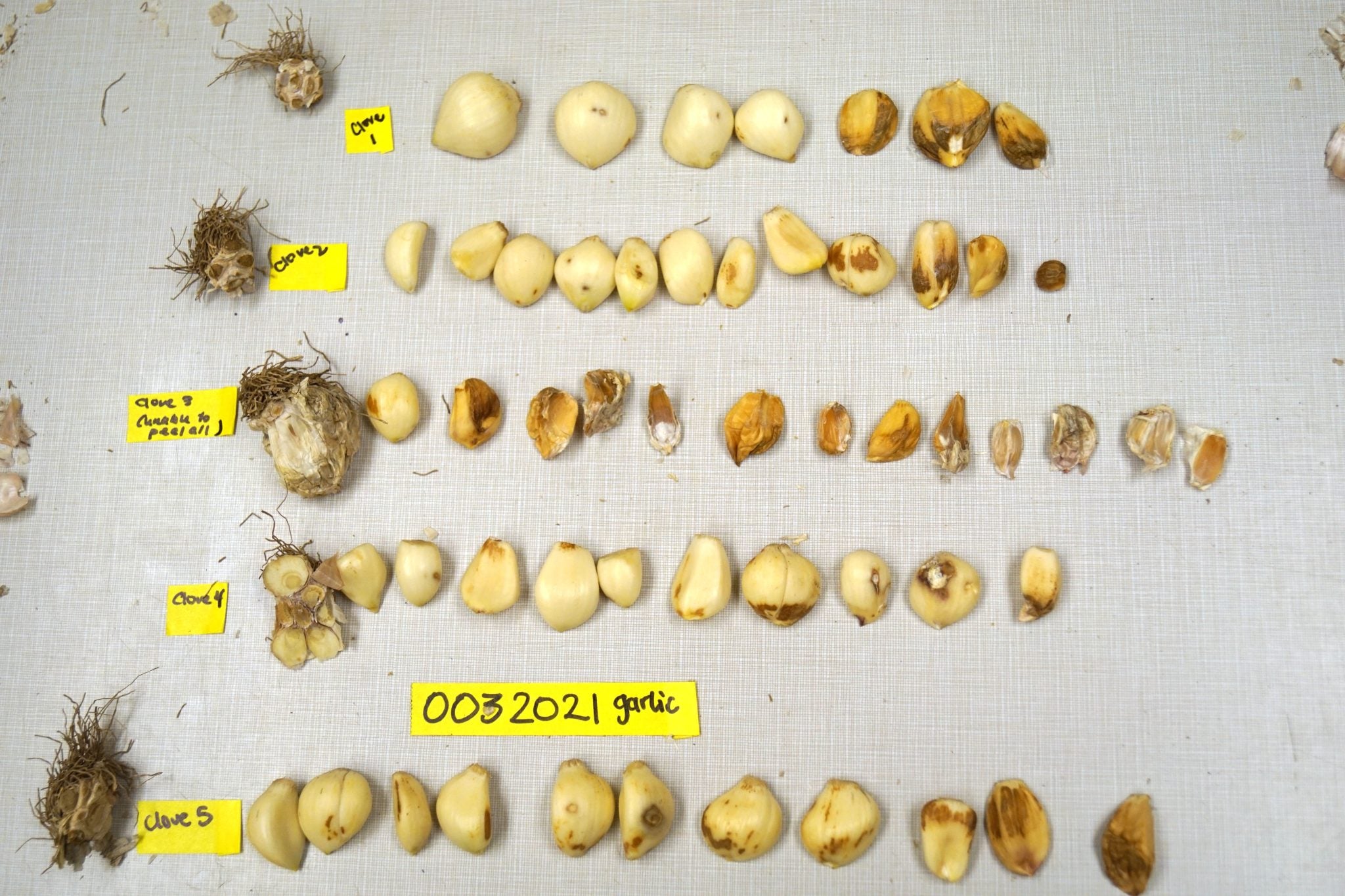 Fusarium basal plate rot of garlic and onion – Swett Lab