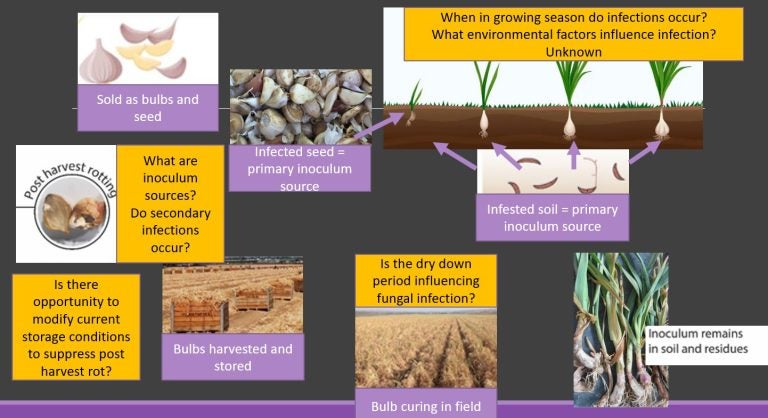 Fusarium basal plate rot of garlic and onion – Swett Lab